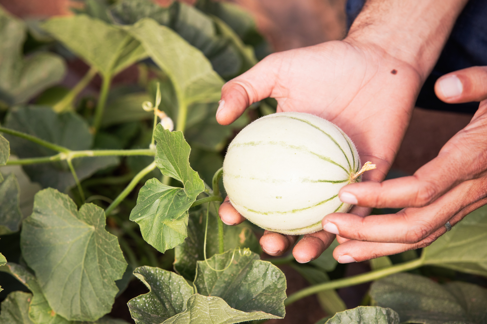 Culture du melon sous serre avec l’irrigation de précision | Netafim