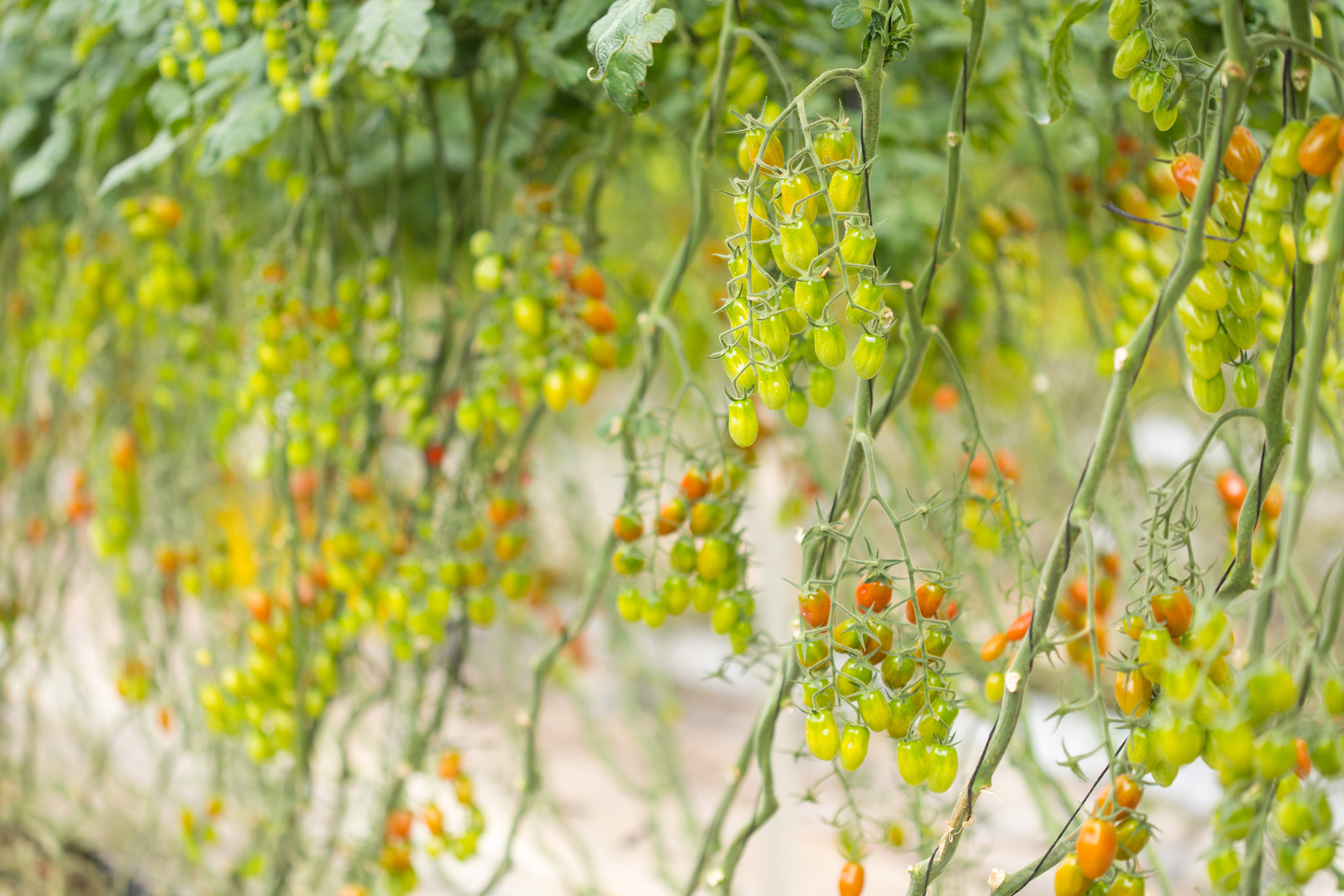 Le projet d'appui de Netafim pour optimiser la production de tomate au ...