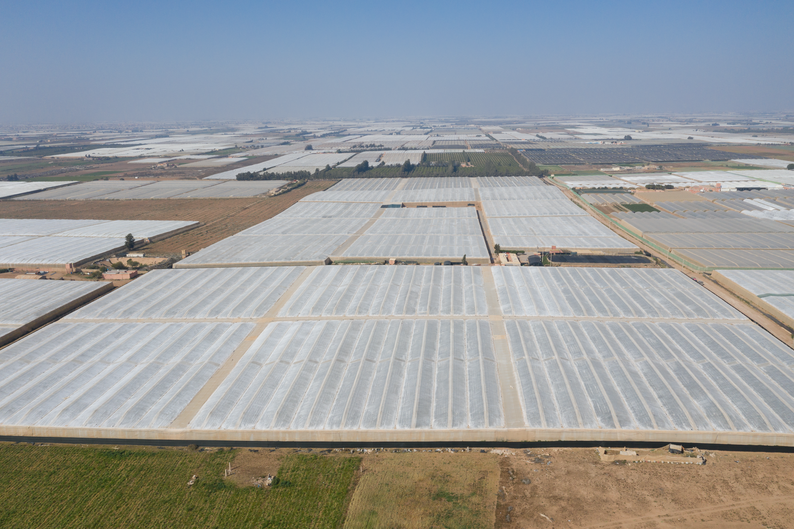 Le projet d'appui de Netafim pour optimiser la production de tomate au ...