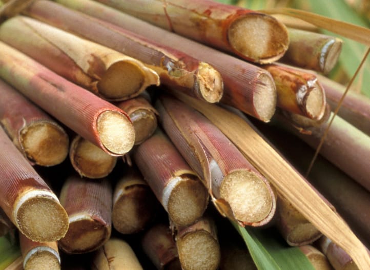 Rendez vos cultures de betterave à sucre plus productives | Netafim Maroc