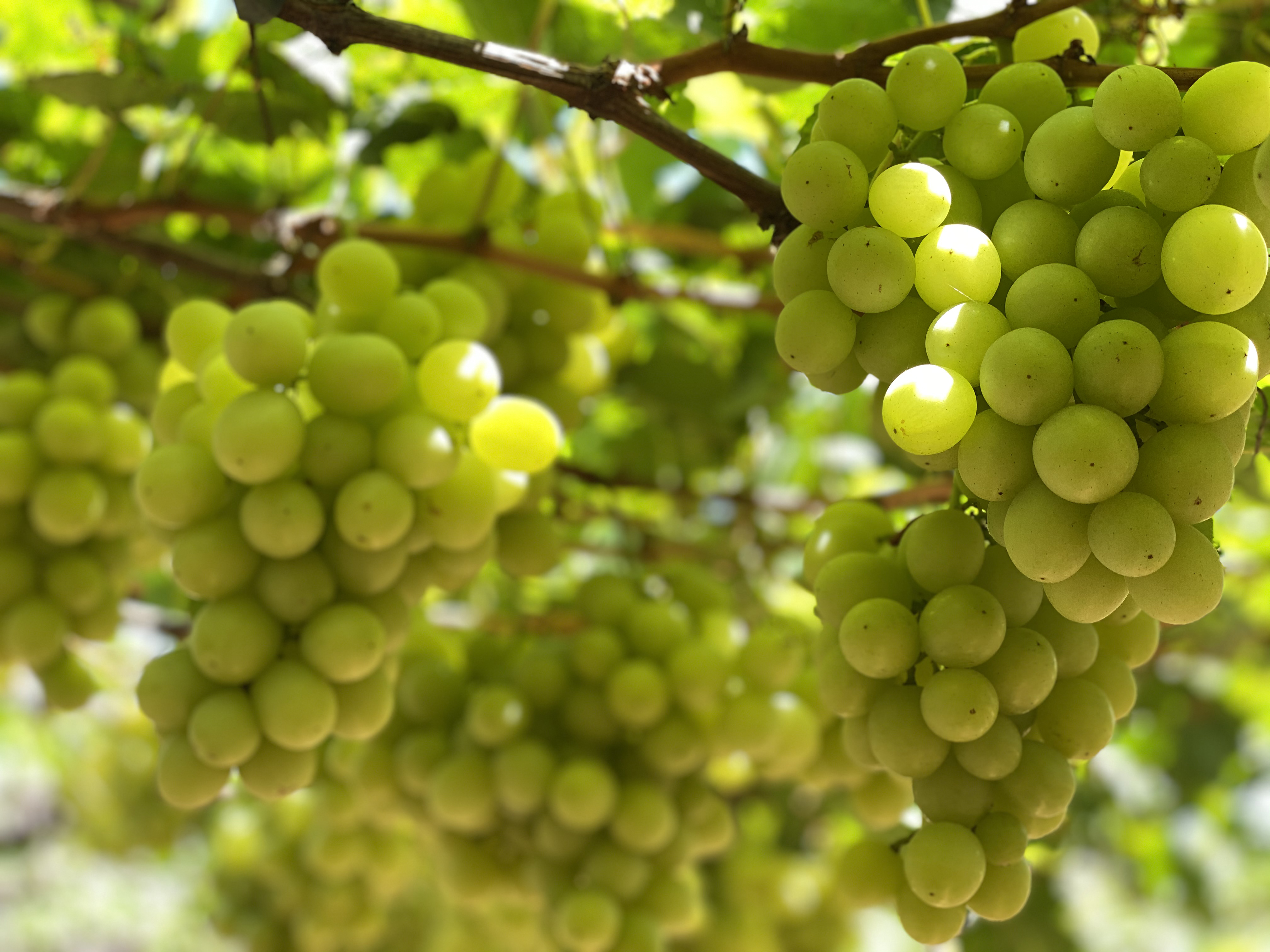 Contrôlez chaque vigne pour un meilleur raisin | Netafim Maroc